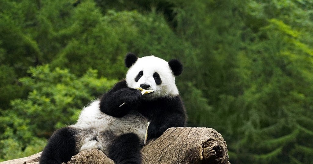 www.mieranadhirah.com: 5 of the cutest Panda Videos