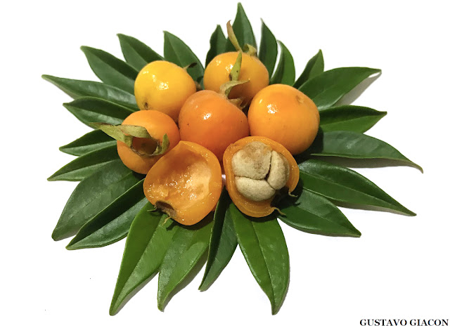 Viveiro Ciprest - Plantas Nativas e Exóticas: Pitomba Amarela da Bahia ...