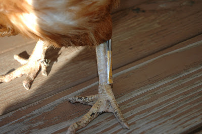 Learning To Be Me: chickens and quilts