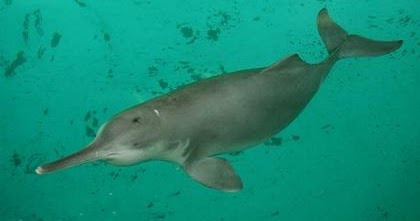 Extincion de Animales: Baiji o delfín de río chino (Lipotes vexillifer)
