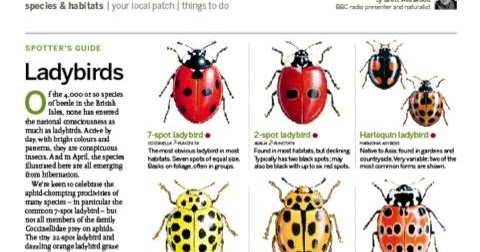 Knowledge for Better Life: Spotter's guide to British ladybirds