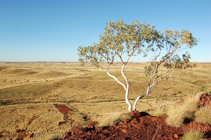WA Zoologist: Images of the Pilbara
