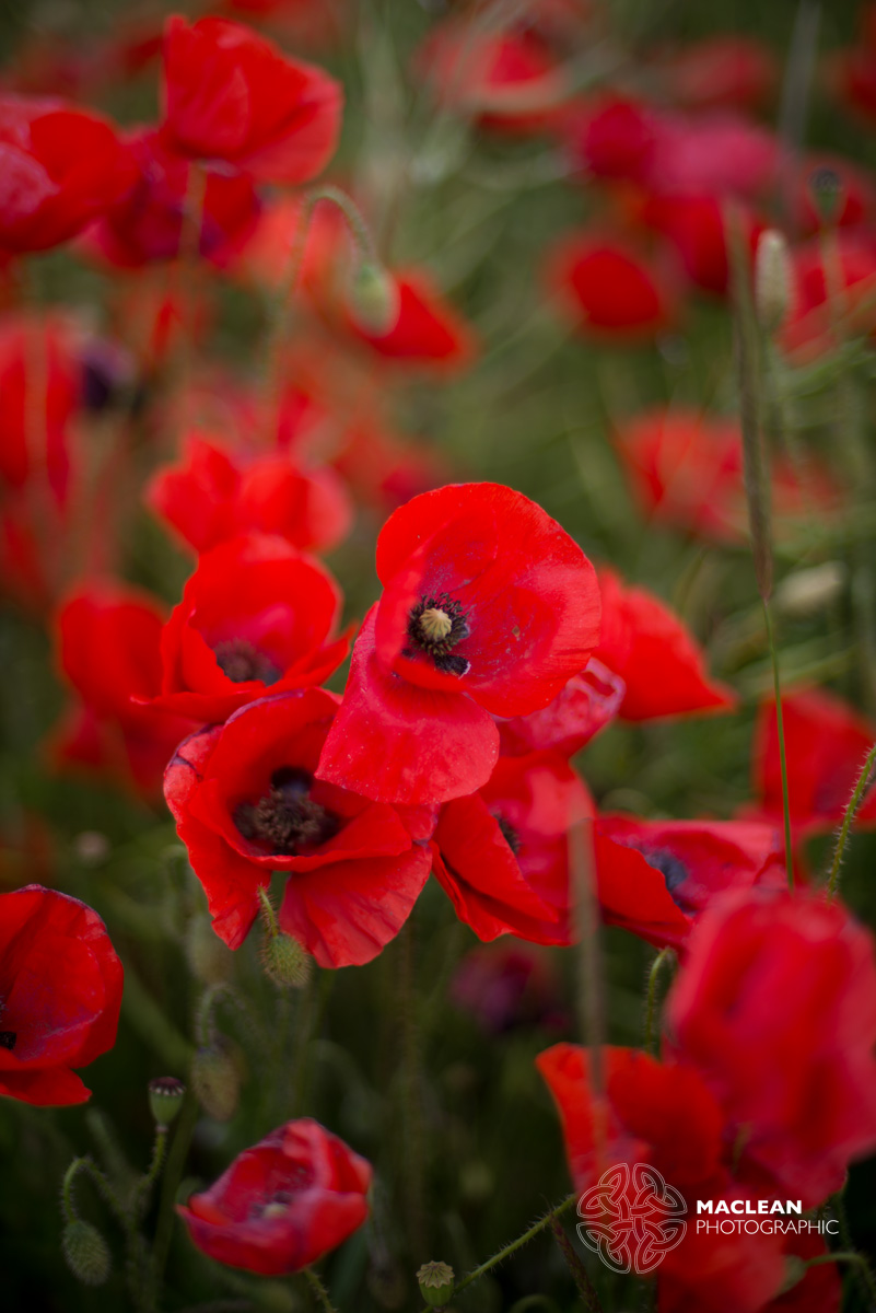 French Poppy Field