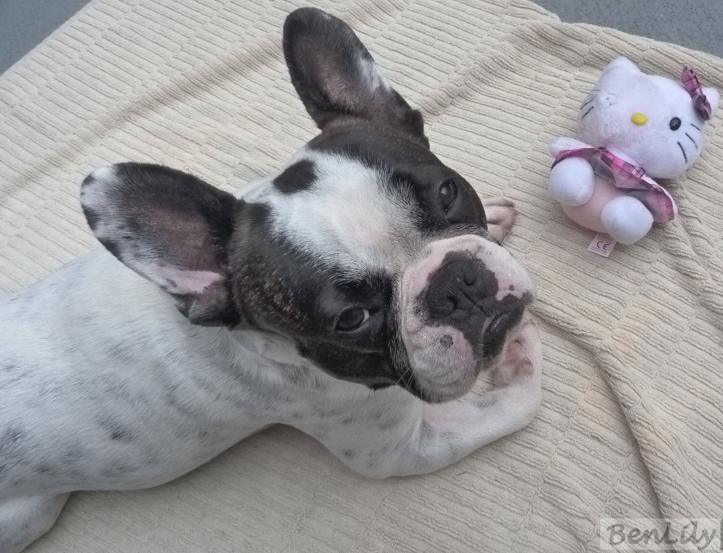 Two French Bulldogs: Hello Kitty