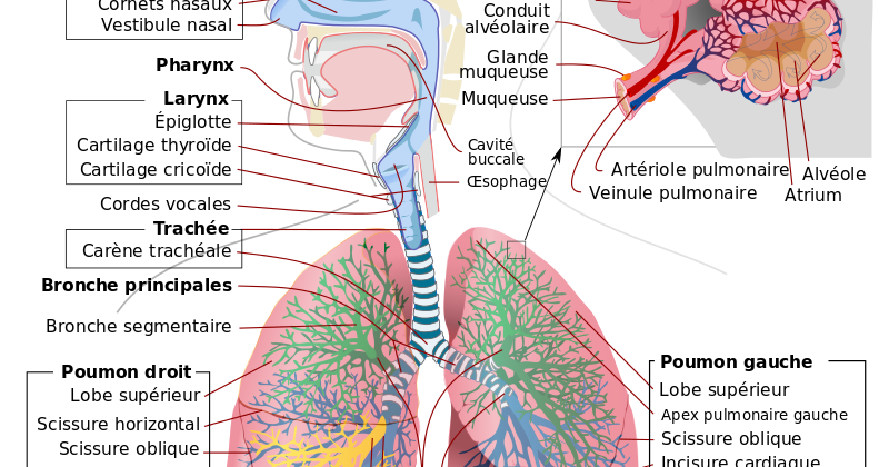 TP De ANATOMIE : L’appareil respiratoire ~ COURS de la pharmacie