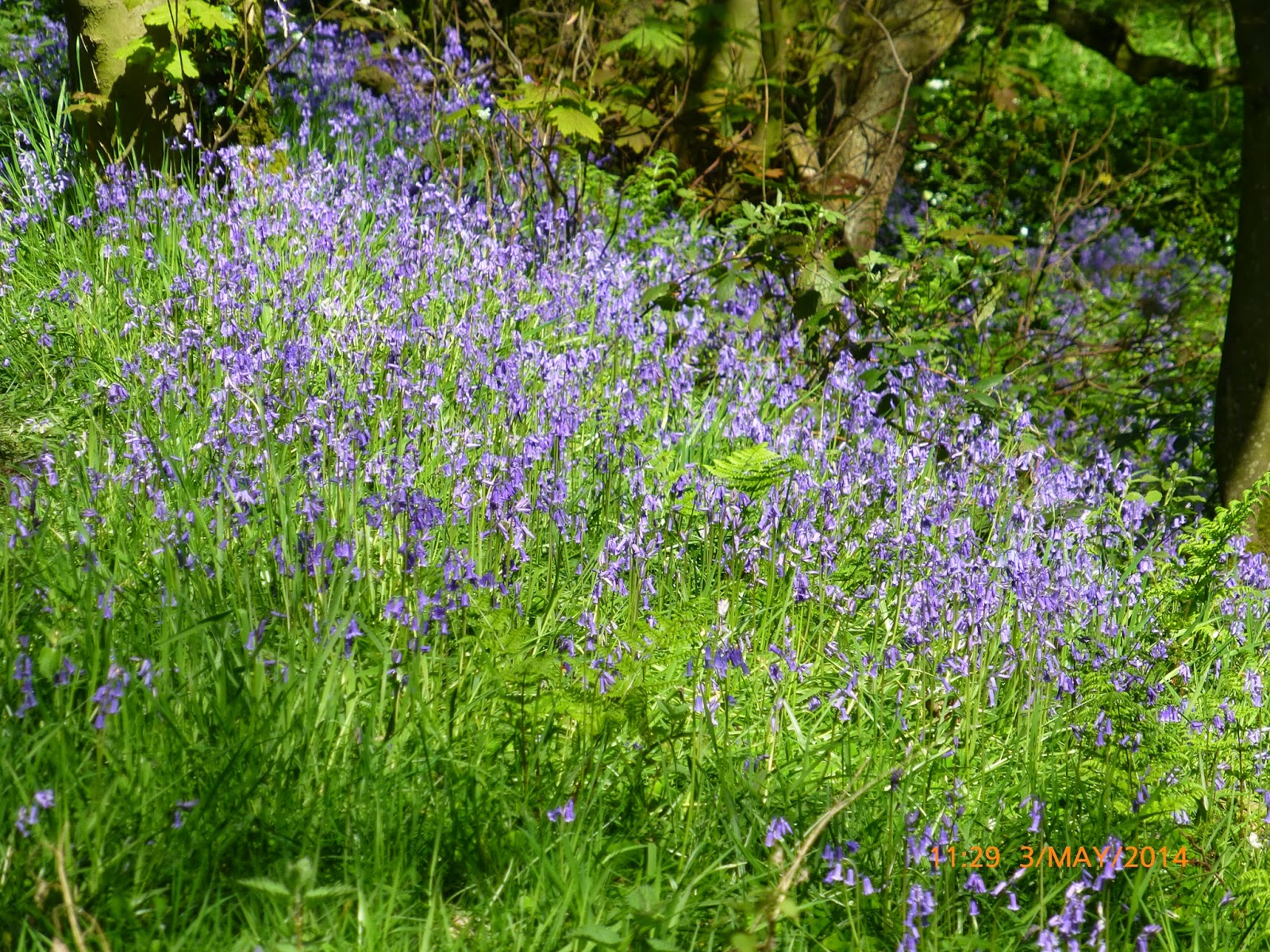 Harris Hikers: Mow Cop and Congleton Edge 3rd May 2014
