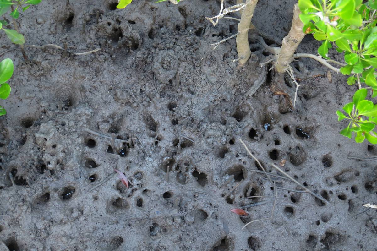 Queensland Coast: Leaf-cutting Snapping Shrimps