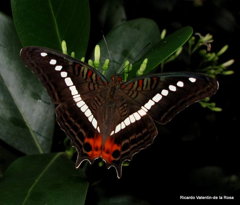 Ricardo's Blog, : Adelpha gelania arecosa, a butterfly endemic of ...