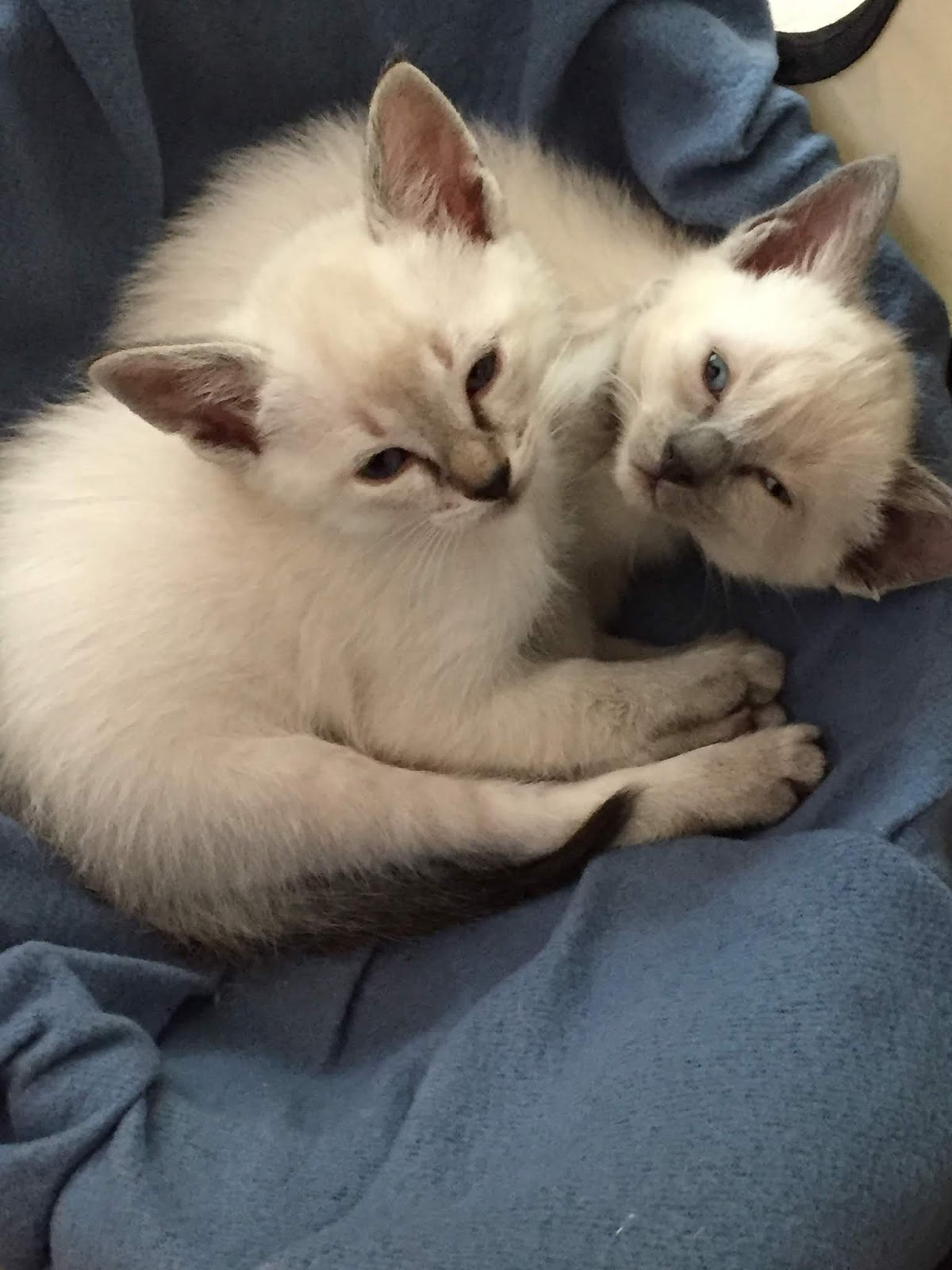 LinkChips : Kittens with Mittens