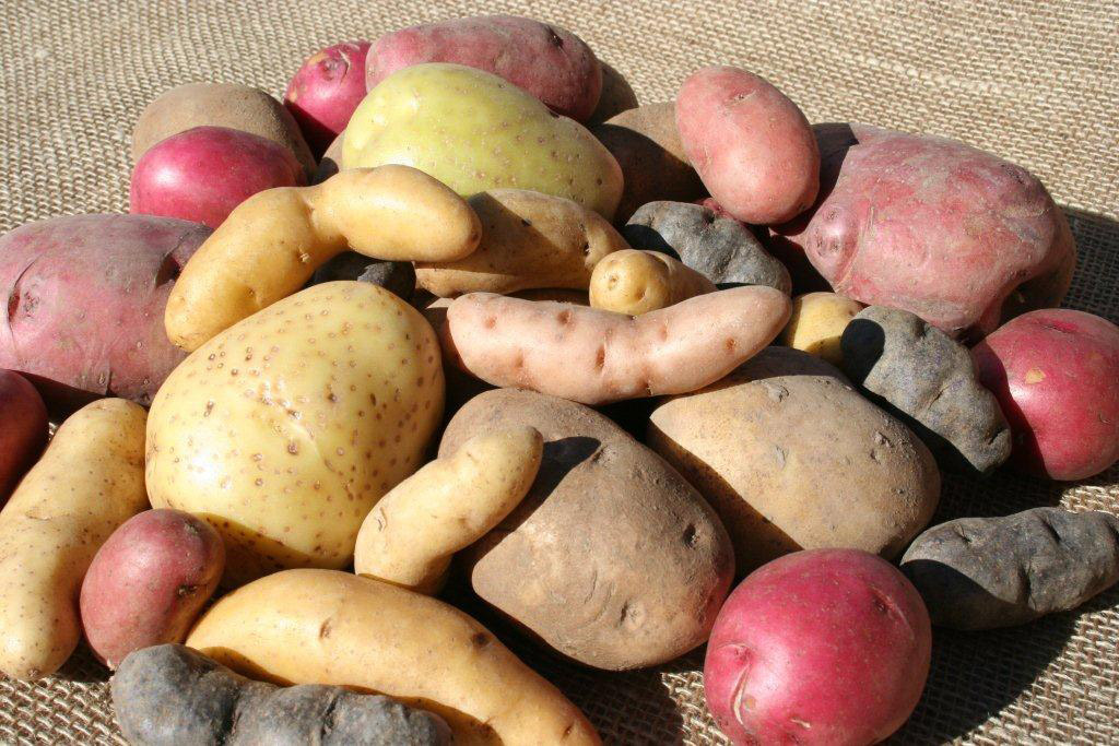 HomeCountry: A SALUTE TO THE SPLENDIFOROUS SPUD