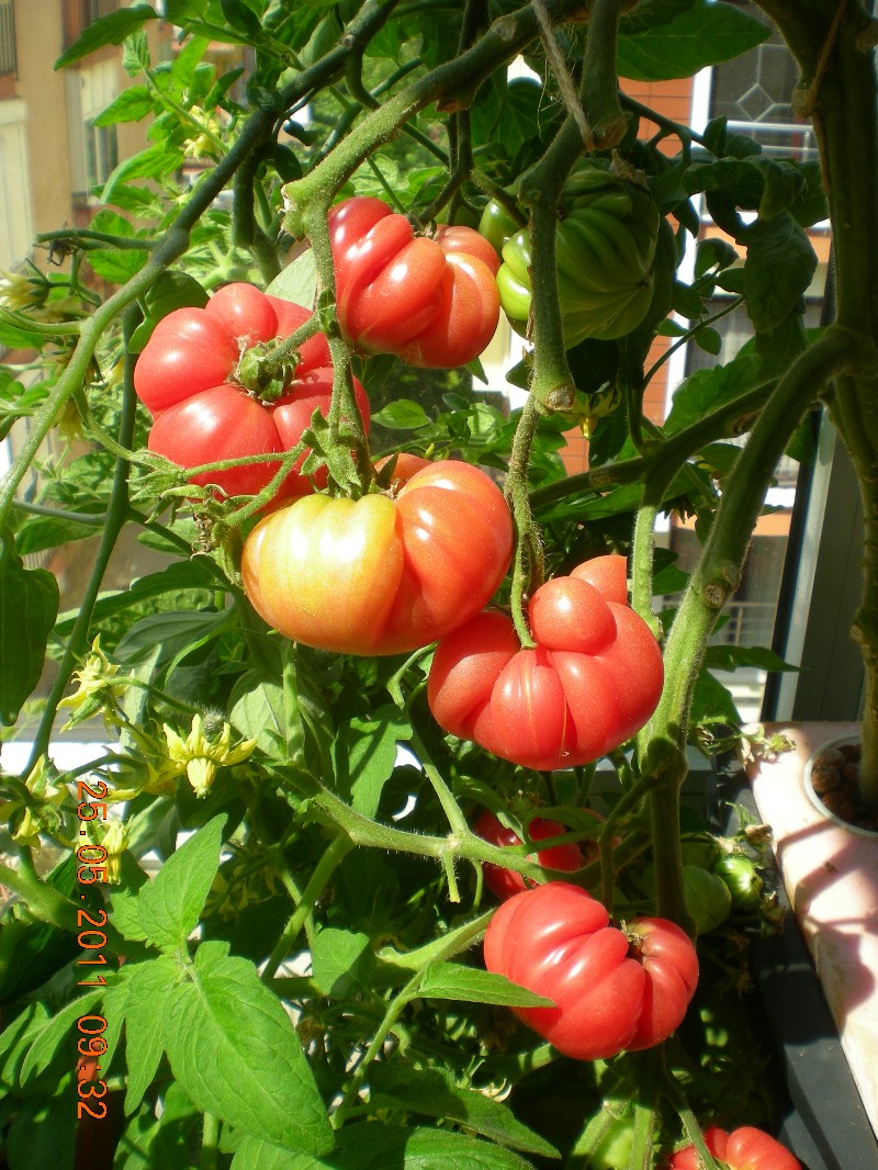 BALKONDA TOPRAKSIZ TARIM: Pembe Domates