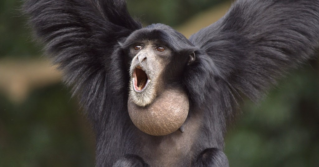 Rainbow: putting a gag to a gibbon's guffaw