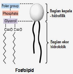 FOSFOLIPID (Fania Andyani 2012 41 500 173) & (Putri Desi Hani 2012 41 ...