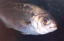 El Caballero Español: Reivindicación del besugo