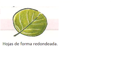 Identificación de árboles: Hojas caducas simples
