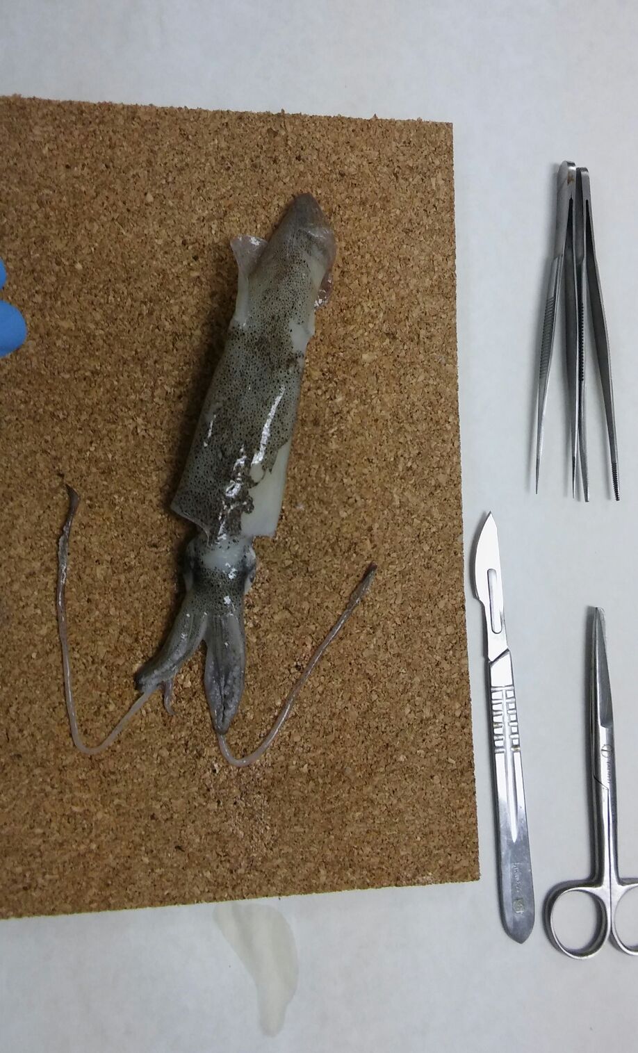 Método Bióblogo: Disección de calamar