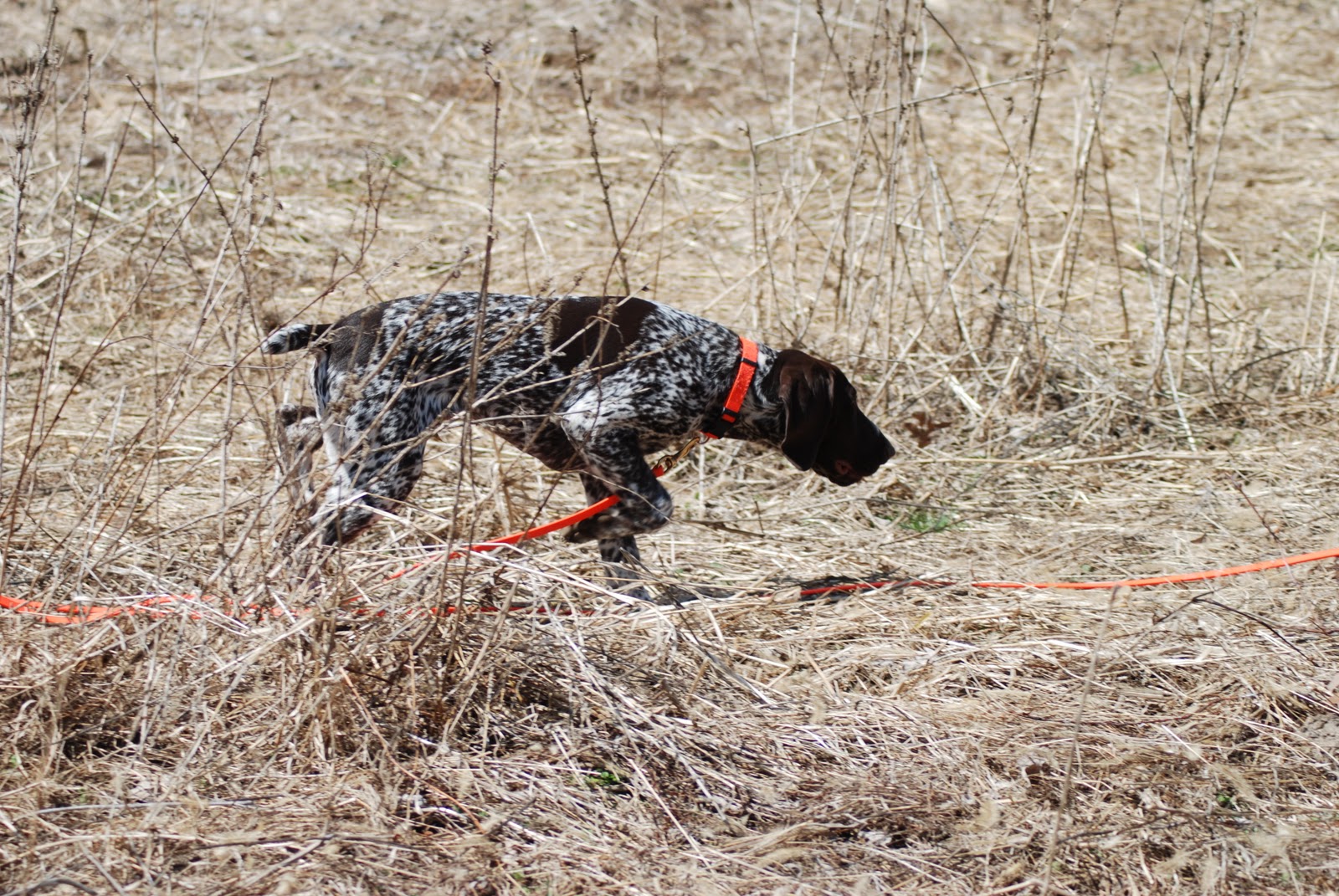 Adventures of a GSP Hunting Dog: Retrieving....