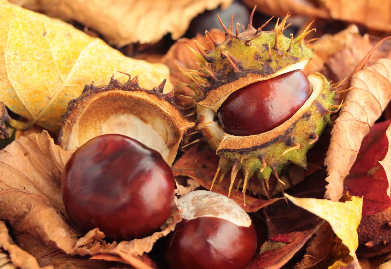 Conkers - Reflections and Nature