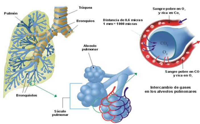 PLE Respira bé: ELS PULMONS