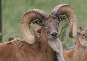 Wildlife Lover's: Introduction