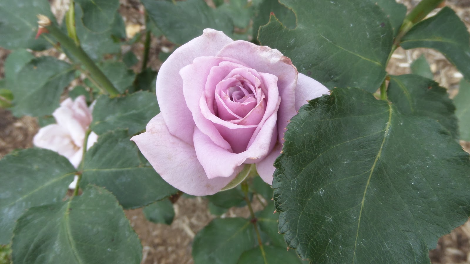 Blushing Rose: ~ President Garfield's Grave & Rose Garden