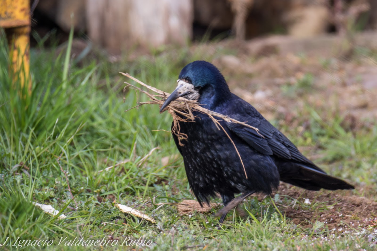 DocNatureBlog: Un ave con un aspecto poco agraciado y con enigma. Graja ...