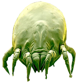 Metody leczenia atopowego zapalenia skóry, egzemy, łuszczycy i innych ...