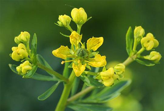 Homeopatija Beograd: Ruta graveolens (Ruta)