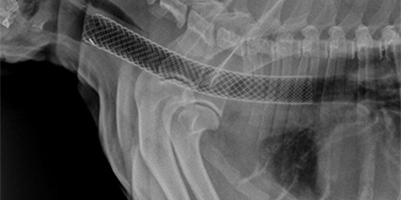 Cardiologia Veterinária: COLAPSO DE TRAQUÉIA