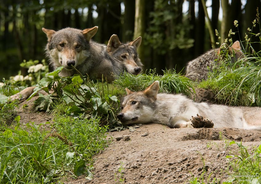Irma's Natuurbeleving: Wolven / Wolves