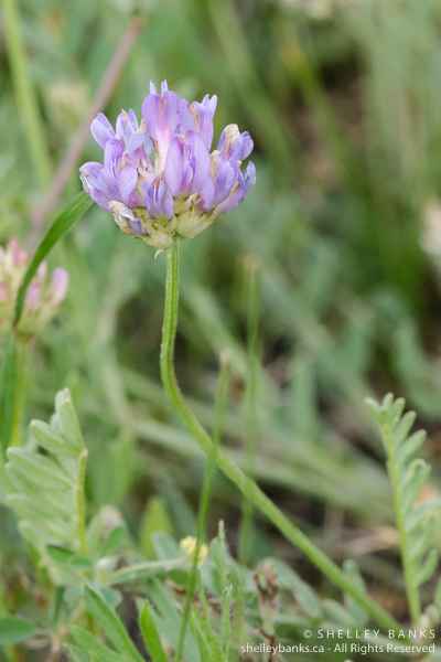 Prairie Wildflowers: Ascending Purple Milk-Vetch: Blue and Purple Flowers