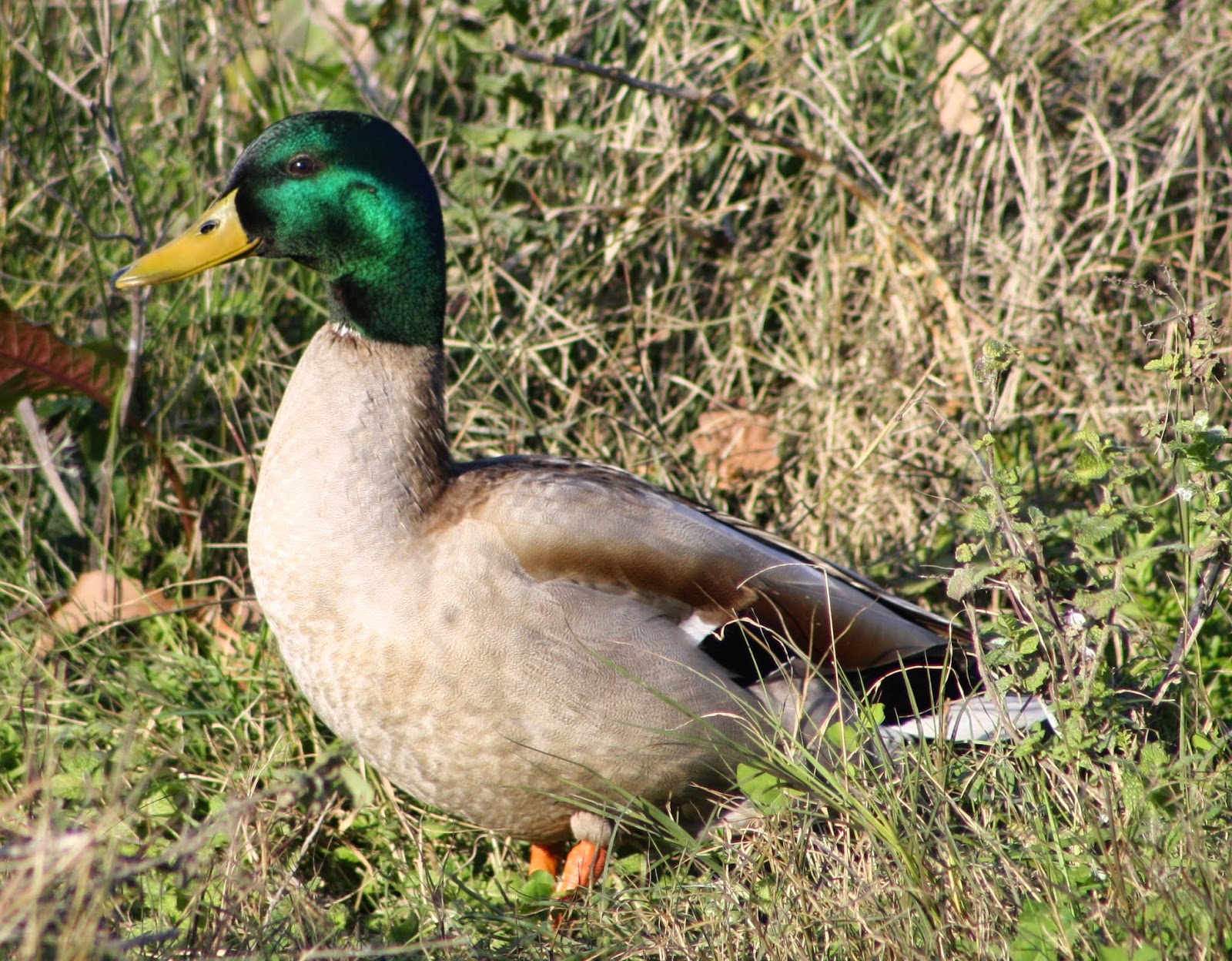 Imagens da vida animal: Pato-real (Anas platyrhynchos)(Macho)