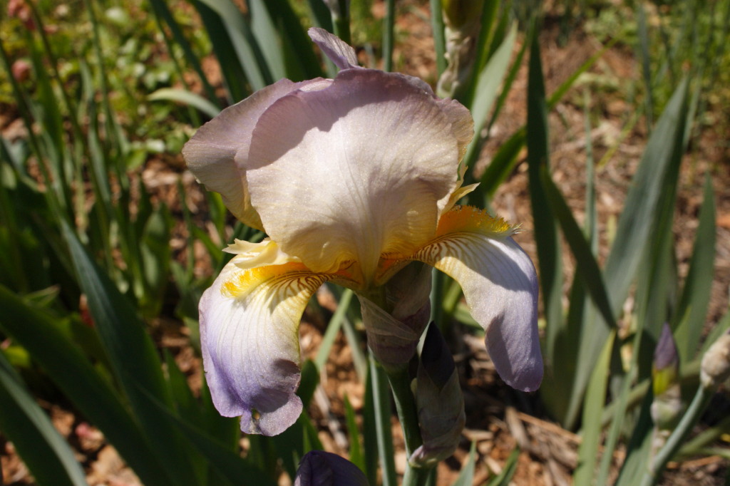 My Virtual Maryland Garden: Iris 'Quaker Lady'
