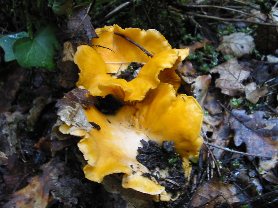 Bolets de Caldes de Malavella: Rossinyol