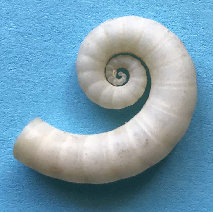 PALEO & GEO TOPICS: Comments by R. L. Squires: The cephalopod Spirula ...