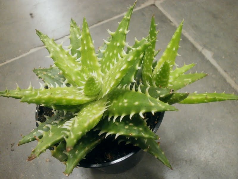 Plants are the Strangest People: 2/20/11 - 2/27/11