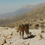 Arabic Tiger - Animals