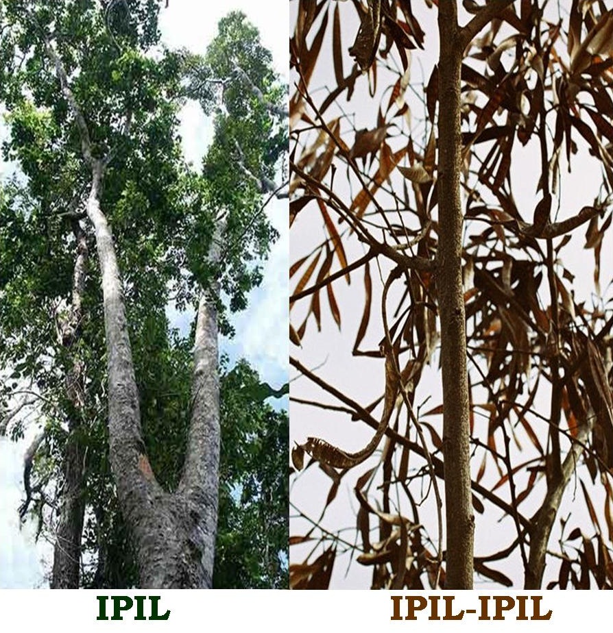 Matang Apoy: Ang ipil at ang ipil-ipil