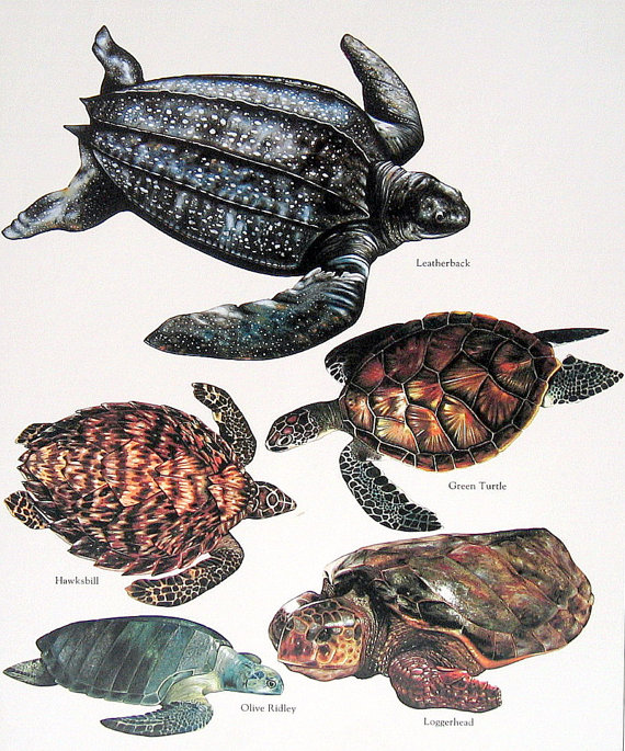Leatherback Sea Turtle Size Comparison