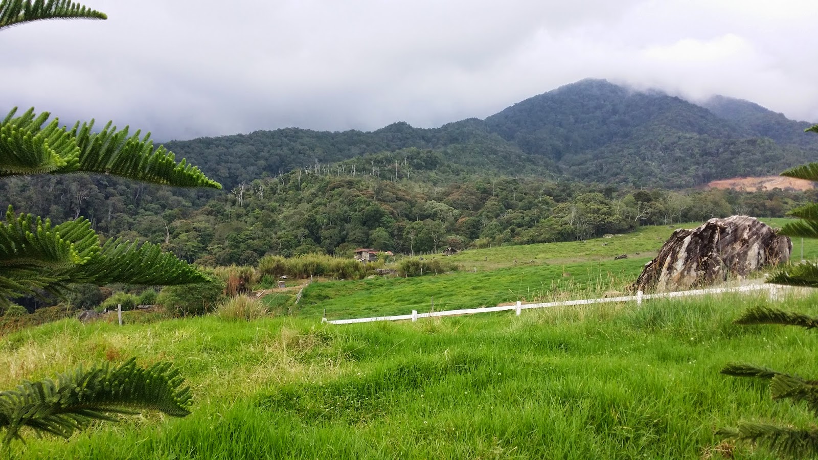 Catatan Rindu Mama: Ladang lembu yang cantik dan menawan..