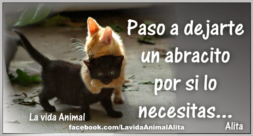 La vida Animal: Abracito