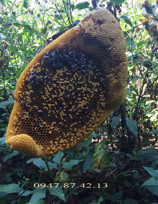 Mật ong nguyên chất lấy trên rừng về - Mật Ong Rừng DakLak