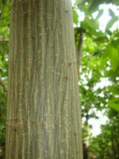 SS Moments: Kalyana Murungai | Erythrina variegata | Paribhadra