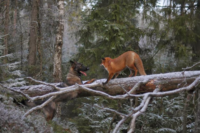Dog and wild fox are best friends (10 pics + video) | Amazing Creatures