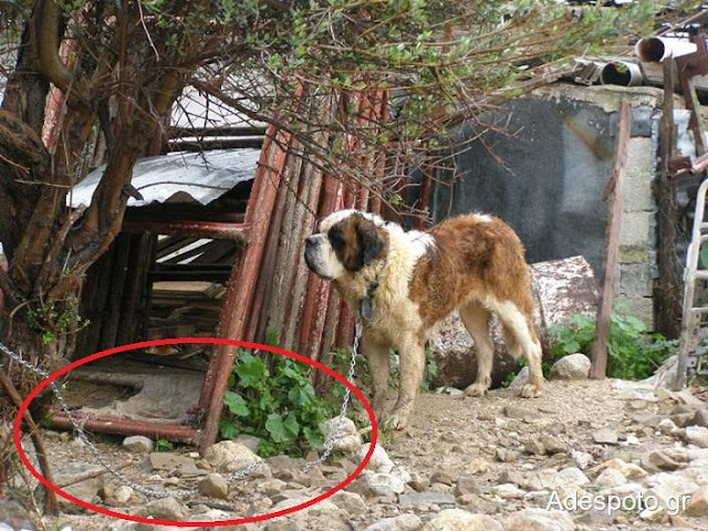ΜΗΝ ΓΥΡΝΑΣ ΤΟ ΒΛΕΜΜΑ: ΣΥΝΕΧΙΖΕΤΑΙ Ο ΕΦΙΑΛΤΗΣ ΓΙΑ ΤΑ ΑΛΥΣΟΔΕΜΕΝΑ ΣΚΥΛΙΑ