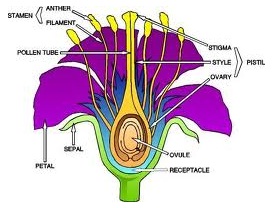 Bagian-Bagian Tumbuhan dan Fungsinya | IPA SD Kelas IV