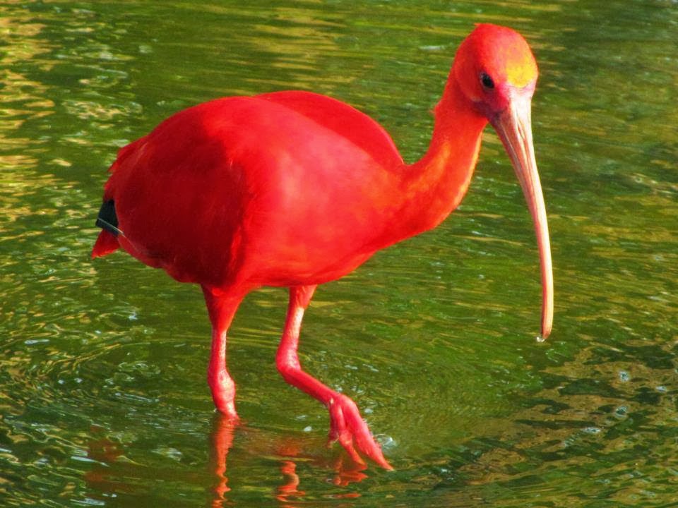 Paganismo Piaga: Ave Guará, Pássaro Caruana