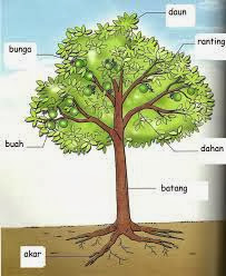 TUMBUH-TUMBUHAN: BAHAGIAN TUMBUH-TUMBUHAN