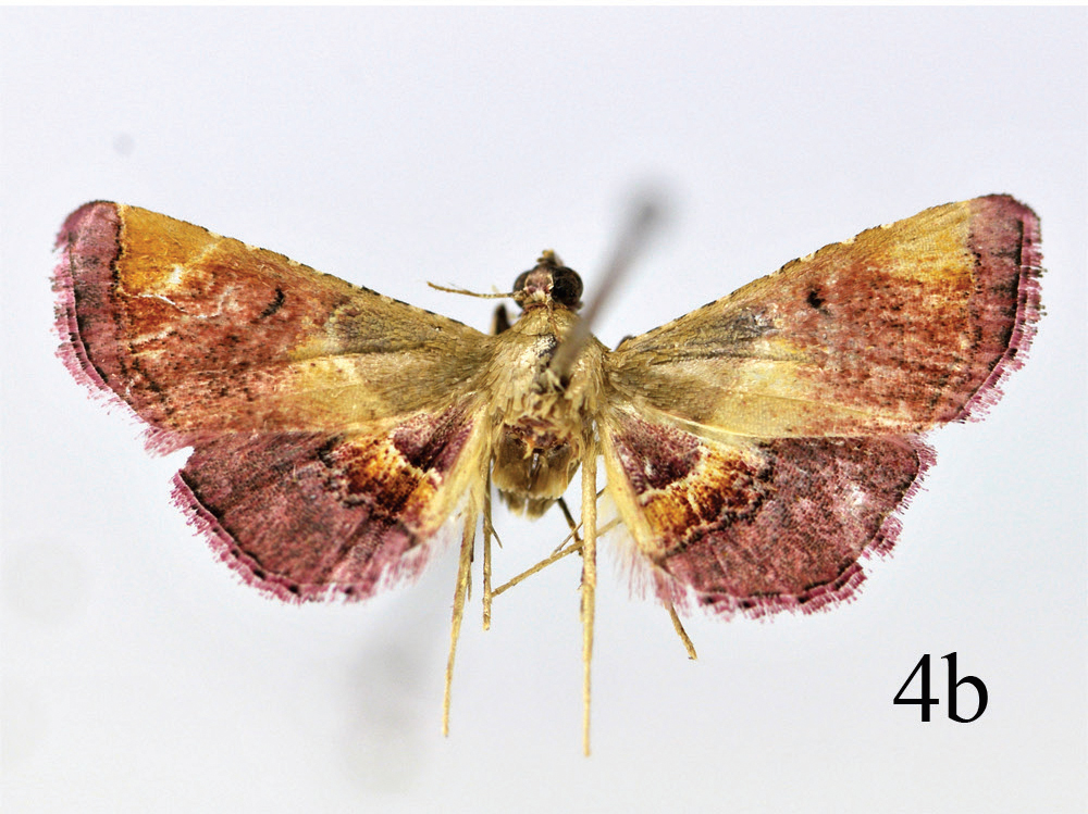 Sciency Thoughts: Five new species of Snout Moth from China.