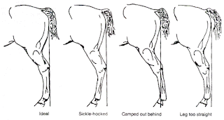 Horse Life and Love: All About ... Horse Conformation